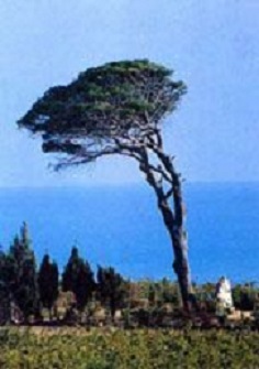 Agrigento, il “nuovo” Pino di Pirandello compie sedici anni - Scrivo ...